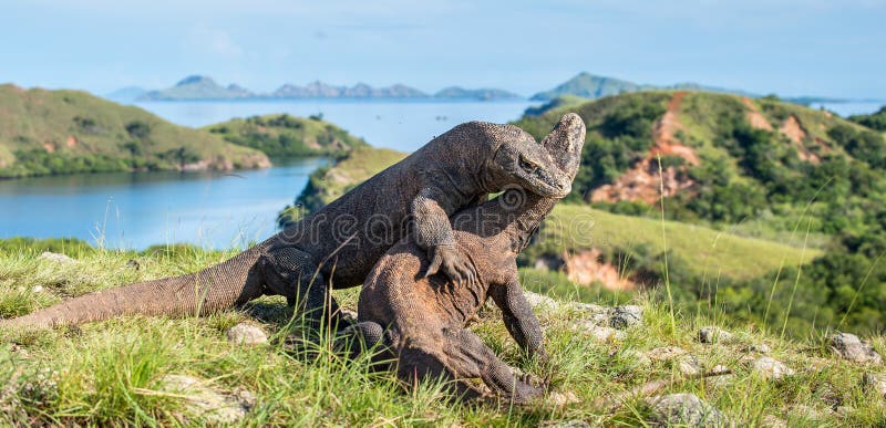 The Fighting Comodo Dragon Varanus Komodoensis for Domination. it is ...