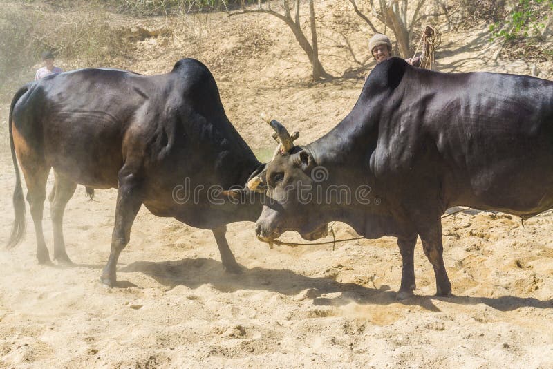 Fighting Cow Attacks on Battle Field Stock Image - Image of battle ...