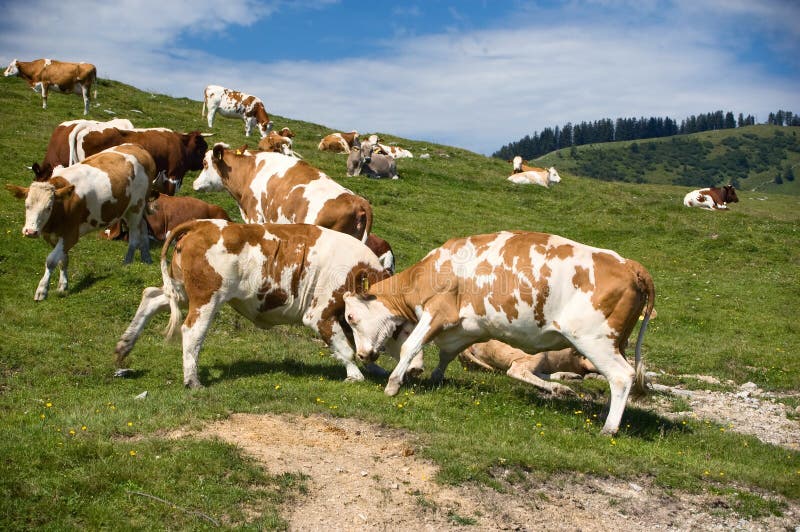 Fighting Cows stock photo. Image of cattle, mottled, milk - 12564342