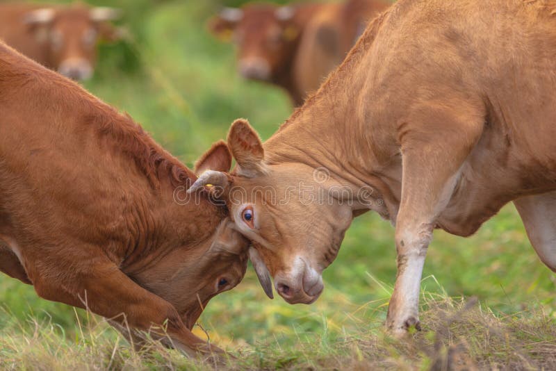 Fighting Cows stock photo. Image of countryside, animal - 45345490