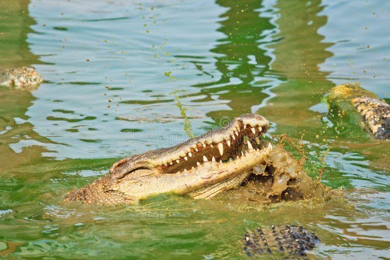 Fighting Crocodiles stock photo. Image of crocodiles - 20598924