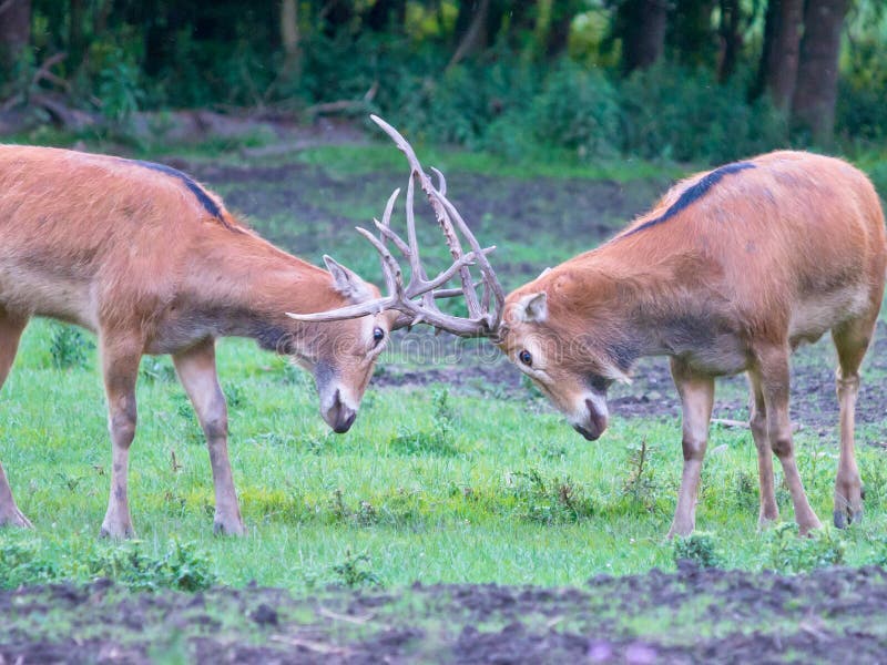 148 Two Bucks Fighting Stock Photos - Free & Royalty-Free Stock Photos ...