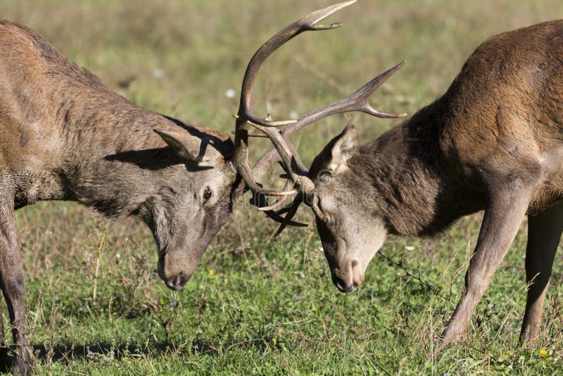 Fighting deers stock image. Image of wild, fighting, animal - 87223431