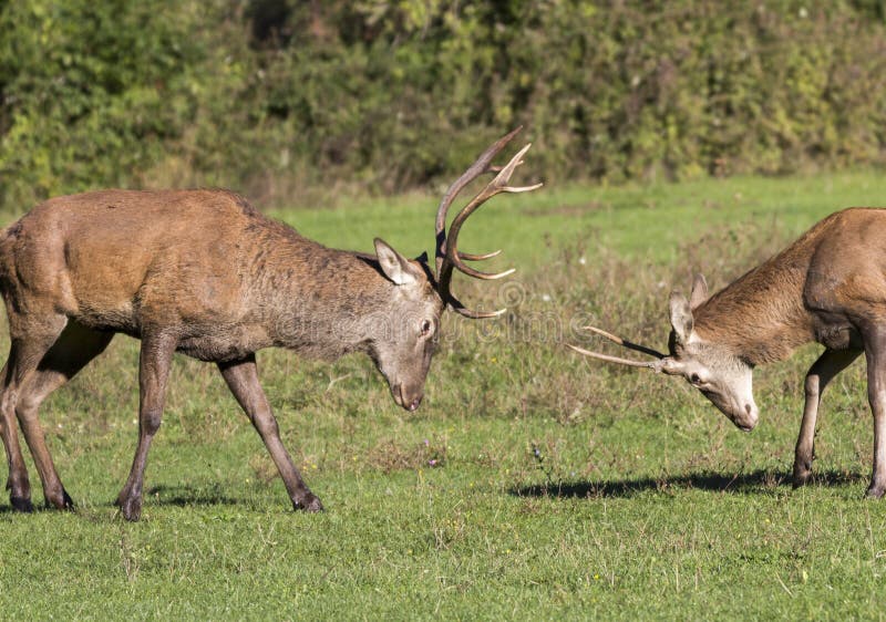 Fighting deers stock photo. Image of horn, nature, fight - 87223014