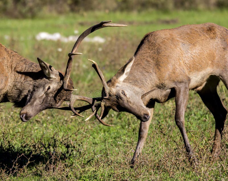 Fighting deers stock image. Image of gazelle, fauna, antler - 87223221