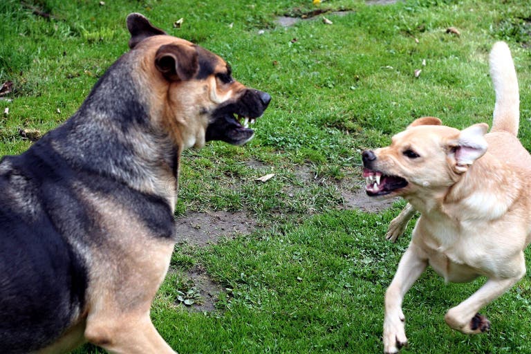 Home Dogs - Imitation Fighting Stock Photo - Image of animals, canine ...
