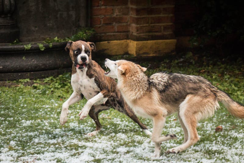 Fighting dogs stock photo. Image of wolf, boxer, teeth - 94468978