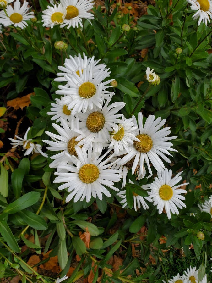 Fighting the Fall stock image. Image of white, yellow - 163196357