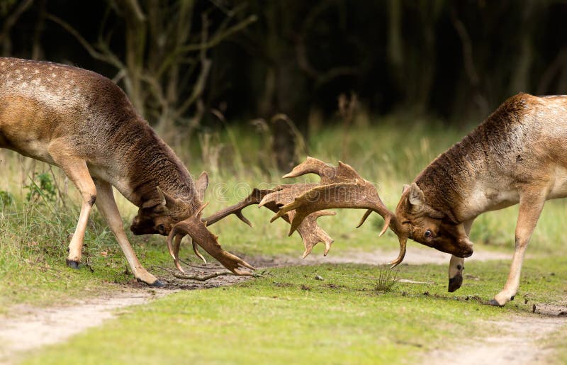 Fallow Deer Bucks Fighting during the Rut. Stock Photo - Image of bucks ...