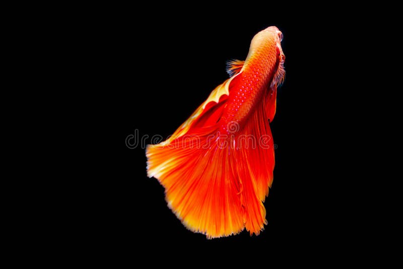 Fighting Fire Brigade Fish Black Background Stock Image - Image of ...