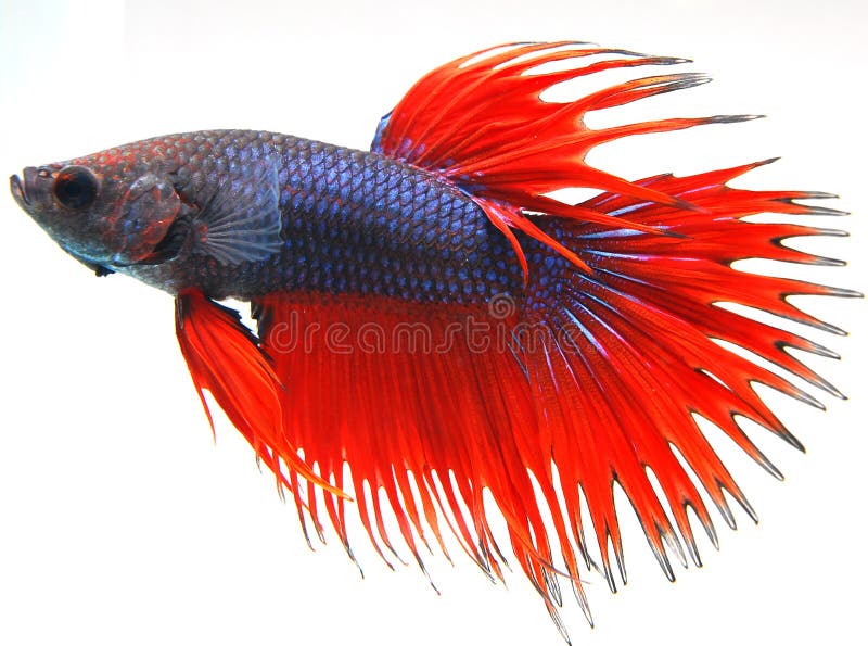 Betta fish stock photo. Image of blue, fish, betta, fighting - 21982778