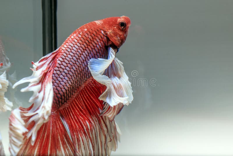 Fighting Fish , Beautiful Fish , Beautiful Colour.Siamese Fighting Fish ...