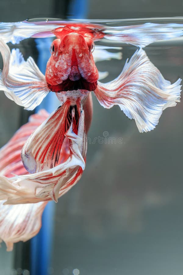 Fighting Fish , Beautiful Fish , Beautiful Colour.Siamese Fighting Fish ...