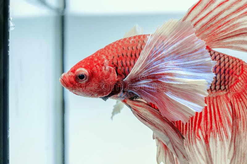 Fighting Fish , Beautiful Fish , Beautiful Colour.Siamese Fighting Fish ...