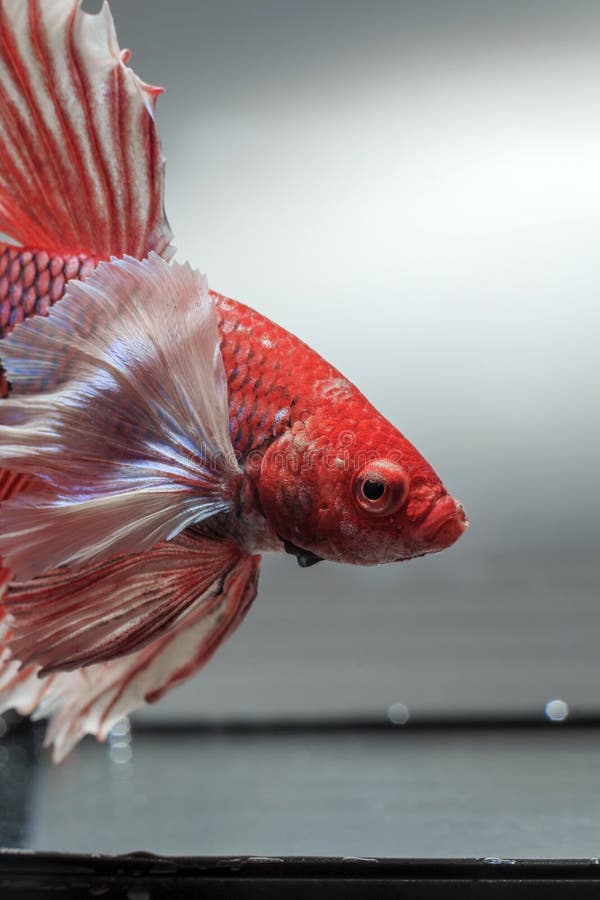 Fighting Fish , Beautiful Fish , Beautiful Colour.Siamese Fighting Fish ...