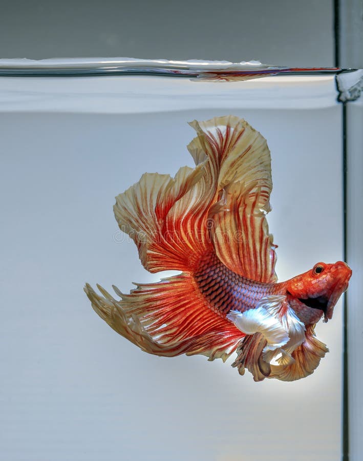 Fighting Fish , Beautiful Fish , Beautiful Colour.Siamese Fighting Fish ...