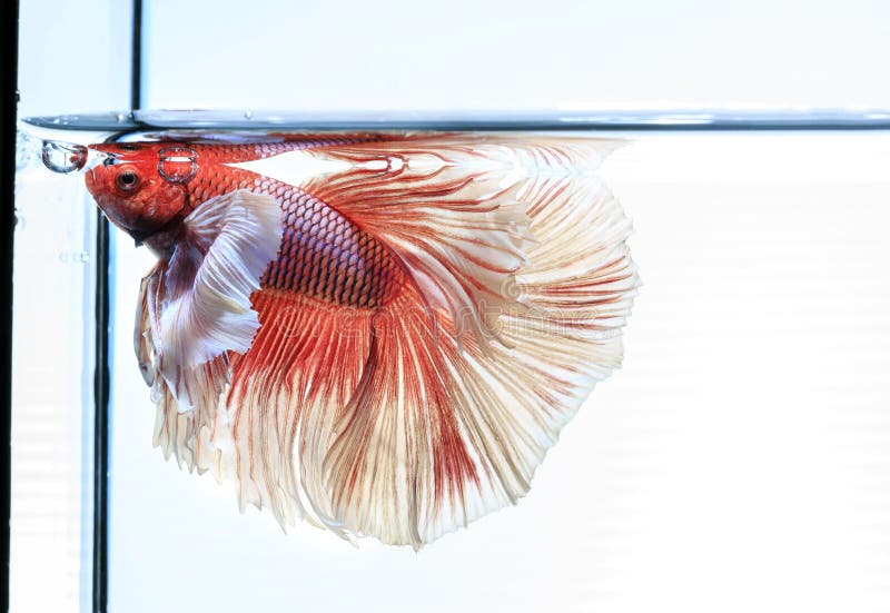 Fighting Fish , Beautiful Fish , Beautiful Colour.Siamese Fighting Fish ...