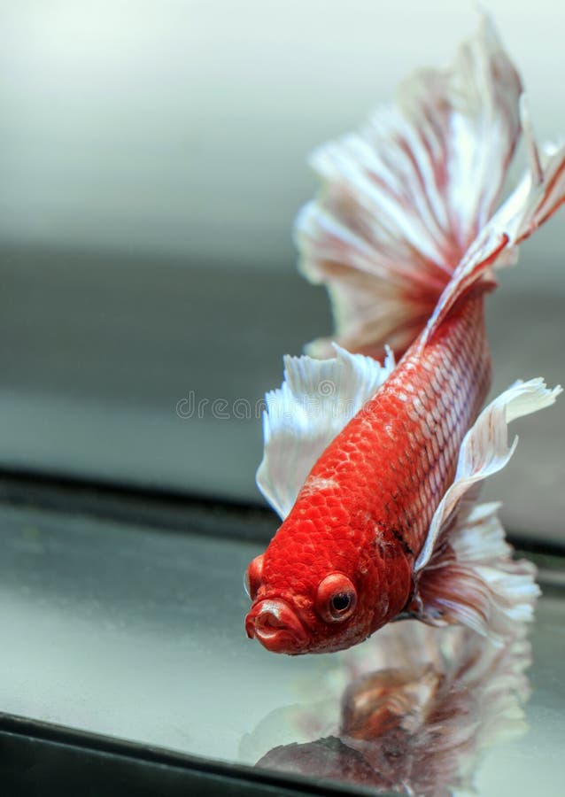 Fighting Fish , Beautiful Fish , Beautiful Colour.Siamese Fighting Fish ...
