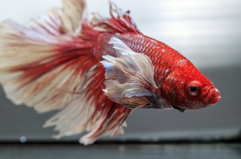 Fighting Fish , Beautiful Fish , Beautiful Colour.Siamese Fighting Fish ...