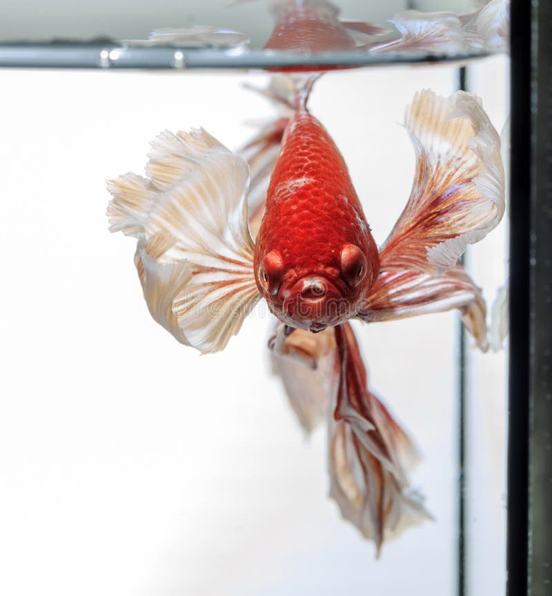 Fighting Fish , Beautiful Fish , Beautiful Colour.Siamese Fighting Fish ...