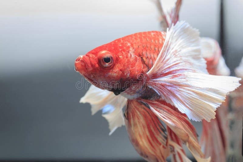 Fighting Fish , Beautiful Fish , Beautiful Colour.Siamese Fighting Fish ...