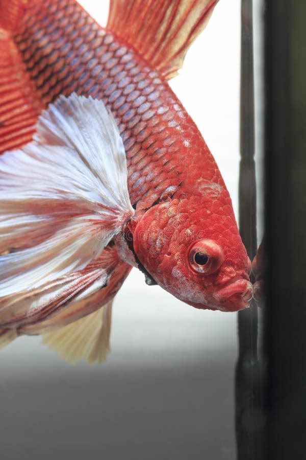 Fighting Fish , Beautiful Fish , Beautiful Colour.Siamese Fighting Fish ...