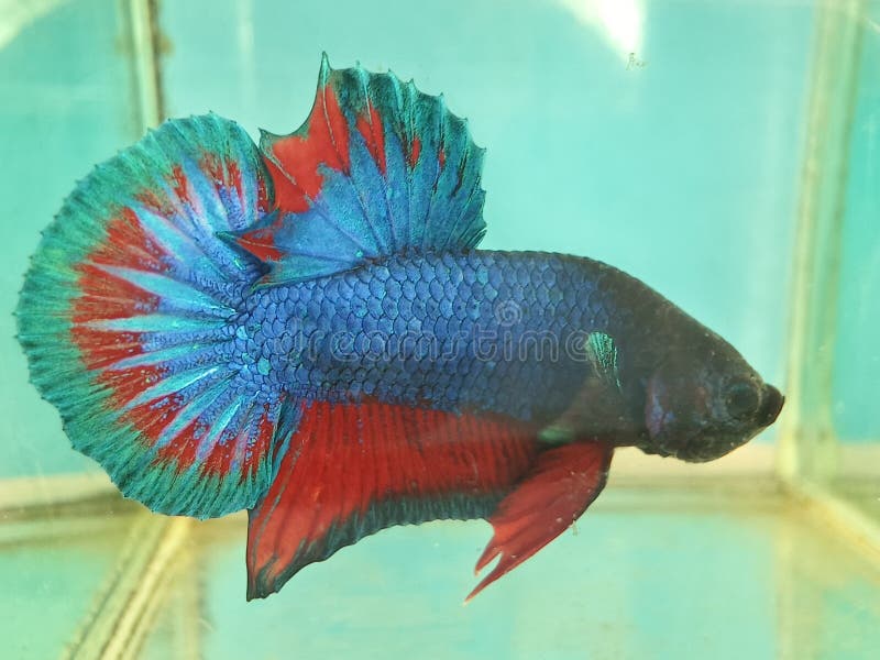 Fighting Fish, Beautiful Fish, Thai Striped Fighting Fish, Betta Fish ...