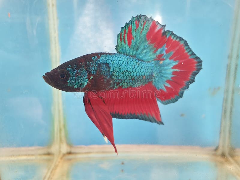 Fighting Fish, Beautiful Fish, Thai Striped Fighting Fish, Betta Fish ...