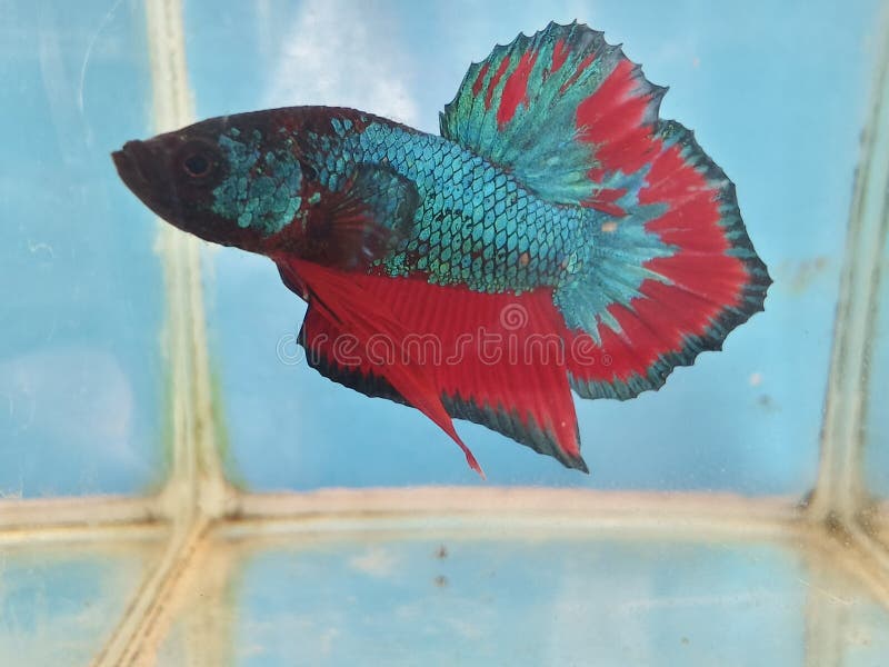 Fighting Fish, Beautiful Fish, Thai Striped Fighting Fish, Betta Fish ...