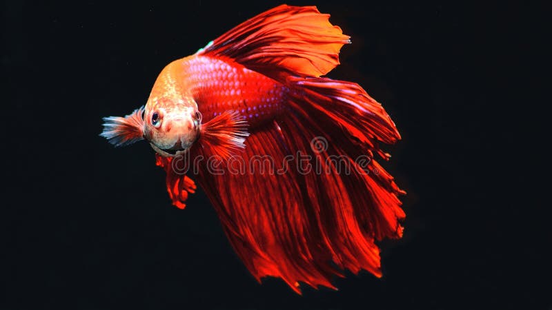 Fighting fish stock image. Image of aquatic, betta, fight - 61968045