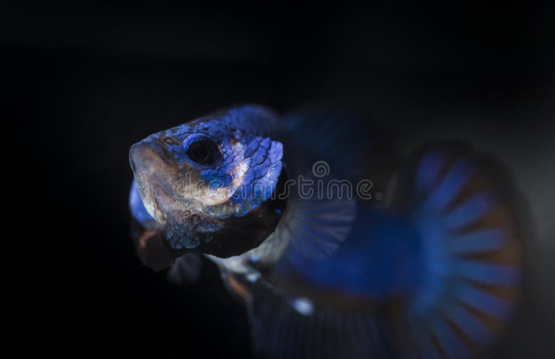Fighting Fish Betta Splendens Fish with a Beautiful Stock Photo - Image ...