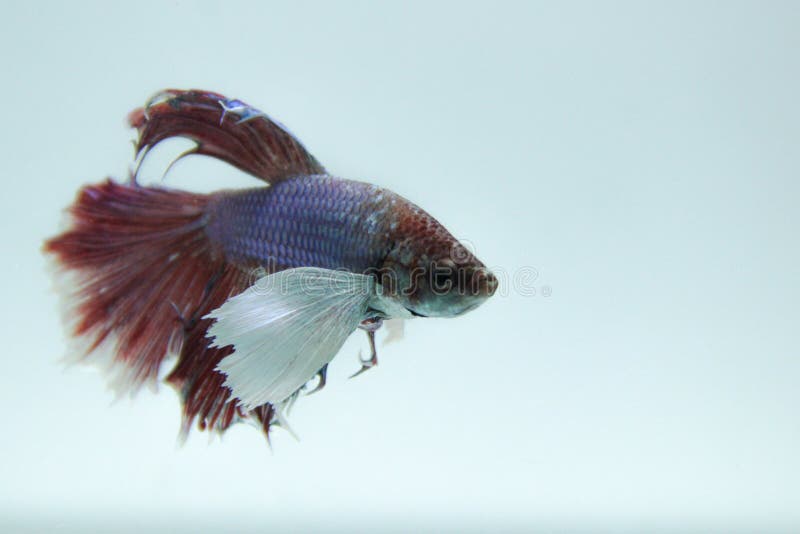 279 Small Buttocks Stock Photos - Free & Royalty-Free Stock Photos from ...