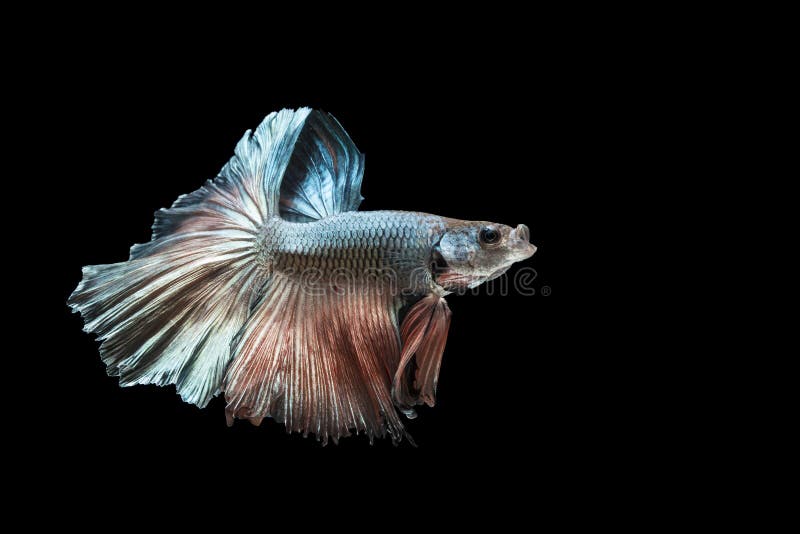 Two Fighting Fish stock image. Image of colse, nature - 96340161