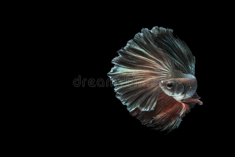 Two Fighting Fish stock image. Image of colse, nature - 96340161