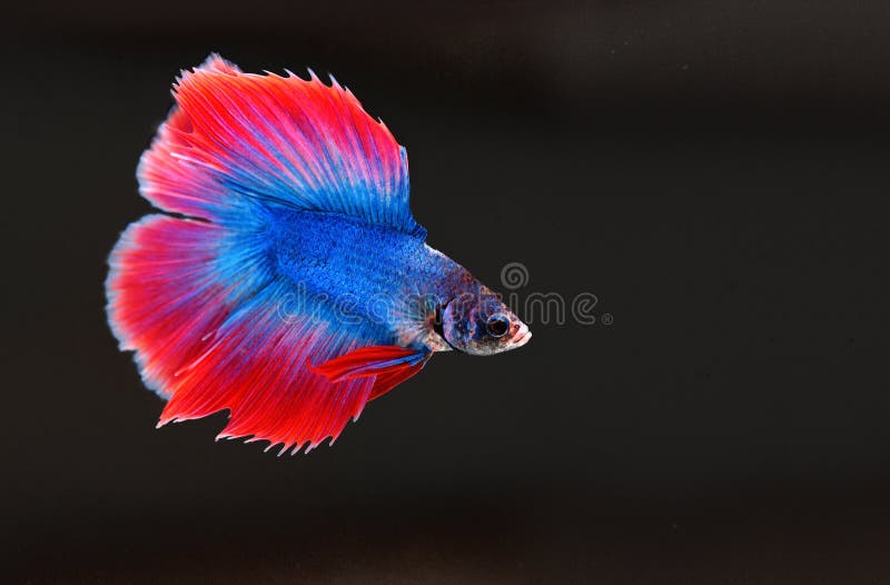 Red Fire Tail Shark Catfish Epalzeorhynchos Bicolor Aquarium Fish ...