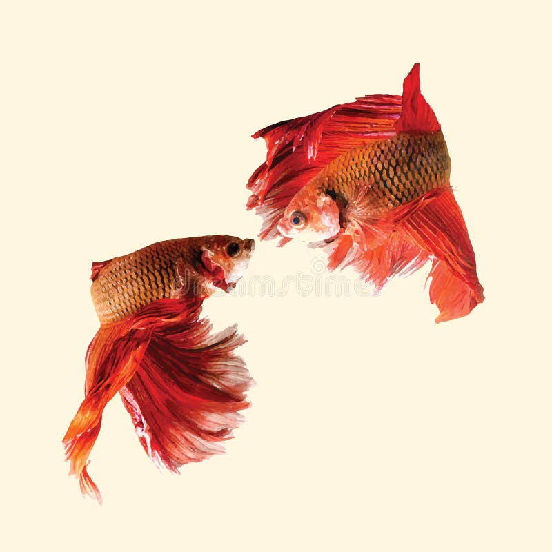 Fighting fish stock photo. Image of swim, splendens, fighting - 68358108