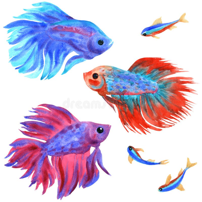 Fighting Fish Set on White. Betta Splendens and Neons Stock Image ...