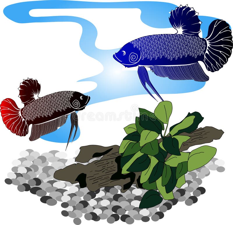 Fighting fish stock illustration. Illustration of wallpaper - 41013033