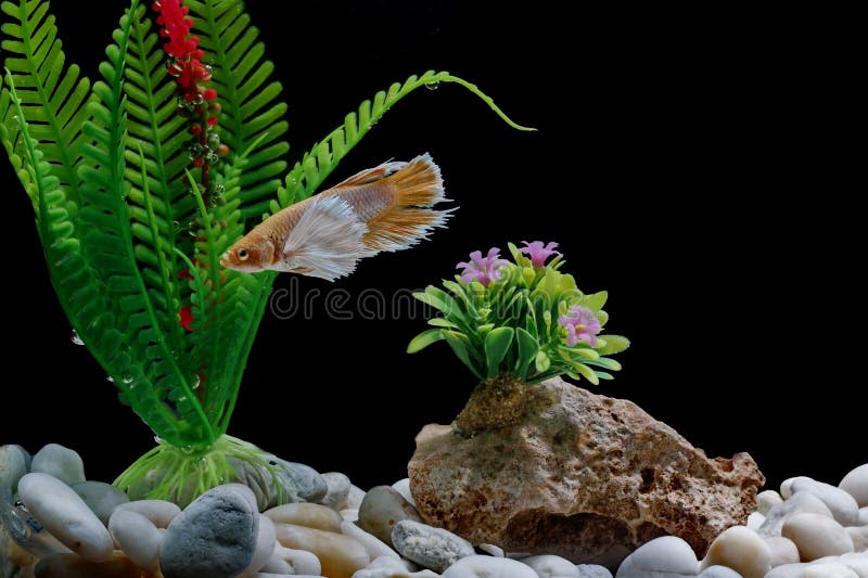 Fighting Fish, Siamese Fish, in a Fish Tank Decorated with Pebbles and ...