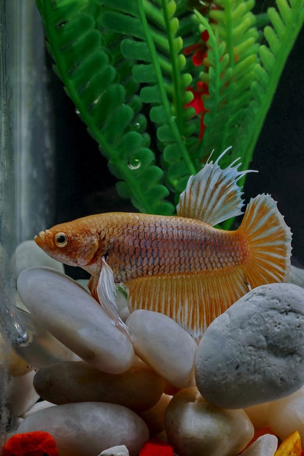 Fighting Fish, Siamese Fish, in a Fish Tank Decorated with Pebbles and ...