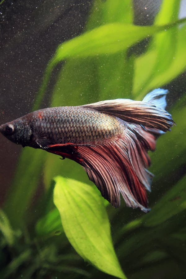 Fighting Fish Thailand in Aquarium Stock Photo - Image of blue ...