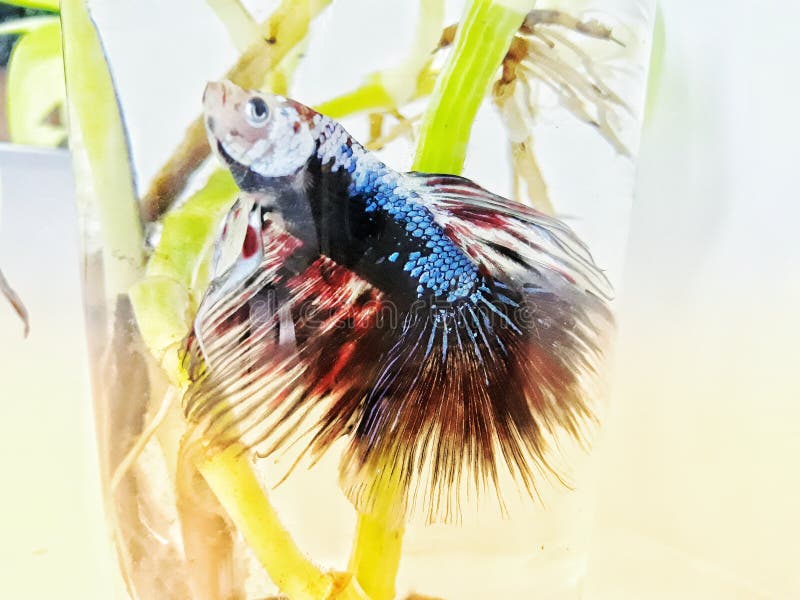 Fighting fish stock image. Image of bite, fresh, fish - 132883721