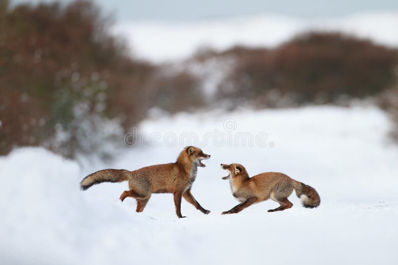 Fighting foxes stock photo. Image of snow, natuur, winter - 17580498