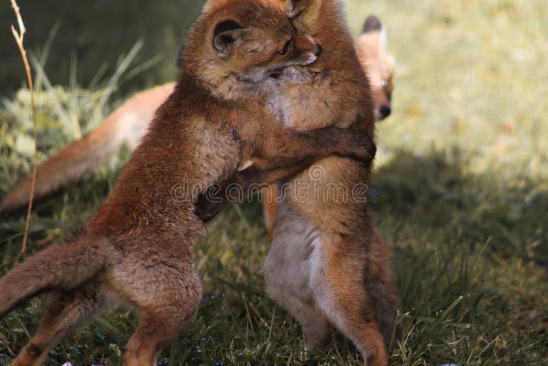Fighting Foxes stock photo. Image of cubs, carnivore - 239530840