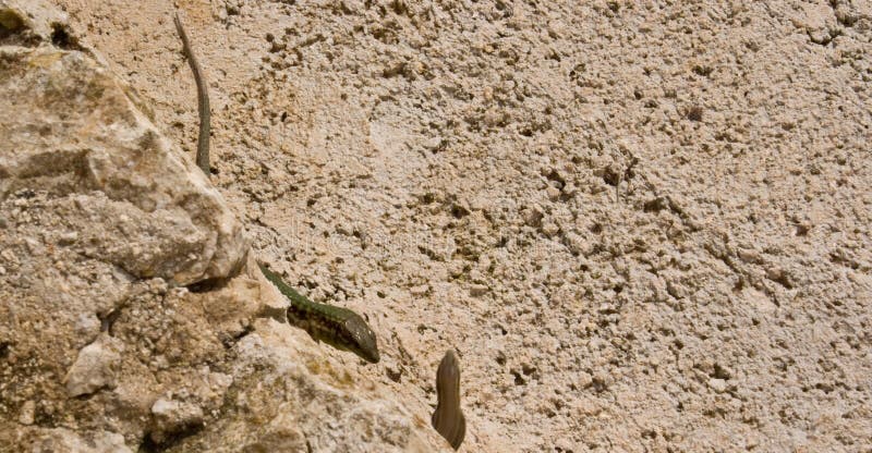 Fighting Geckos stock photo. Image of reptiles, shadow - 7181232