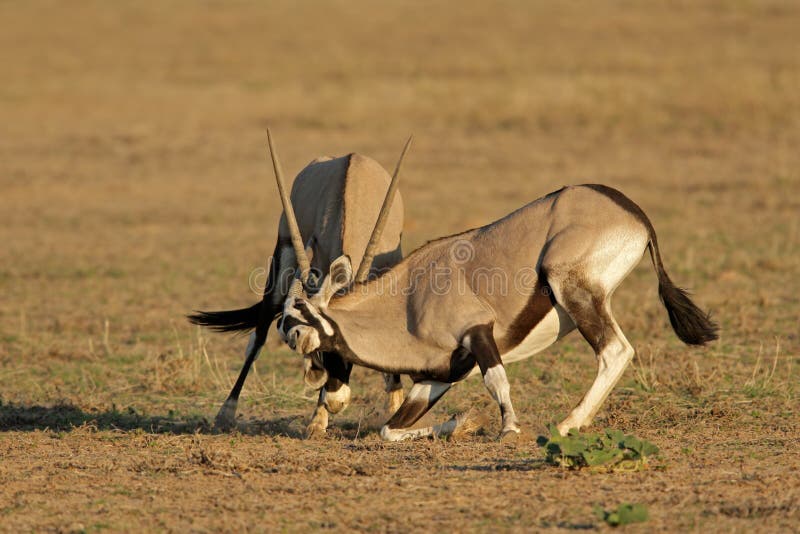 Fighting Gemsbok stock photo. Image of herbivore, dust - 21780938