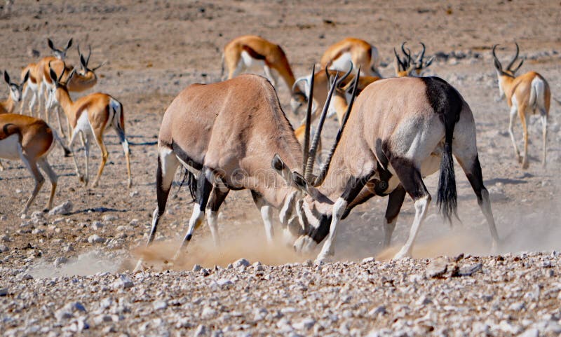 Fighting Gemsbok, Kalahari Desert, South Africa Stock Image - Image of ...