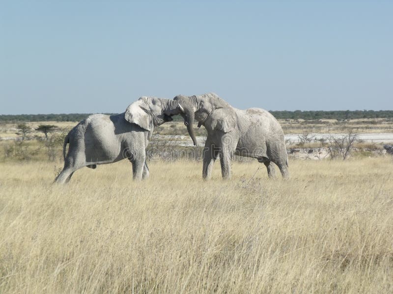 Fighting elephant giants stock photo. Image of african - 68871250