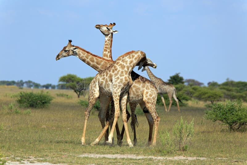Images Of Giraffes Fighting