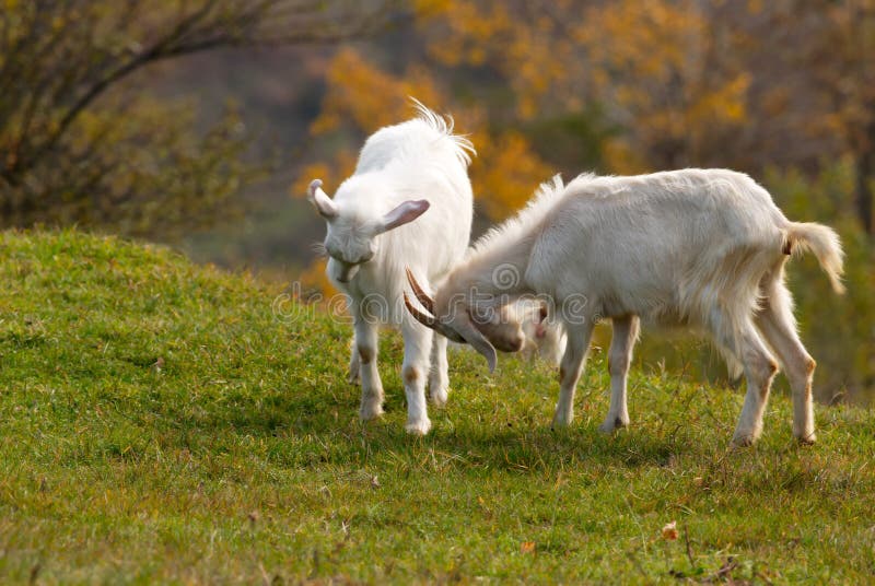 Fighting goats stock photo. Image of farm, struggle, fighting - 12749530